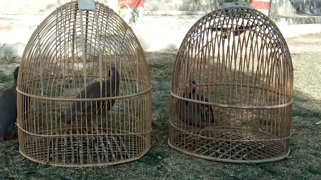 Farmi chakor/ lat breed/ chakor voice - YouTube