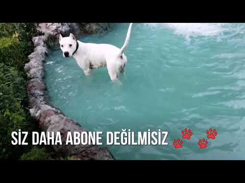 DOGO ARJANTİN SUYA BALIKLAMA 🐾🐾 KIZLAR İLE HAVUZ KEYFİ 🐾