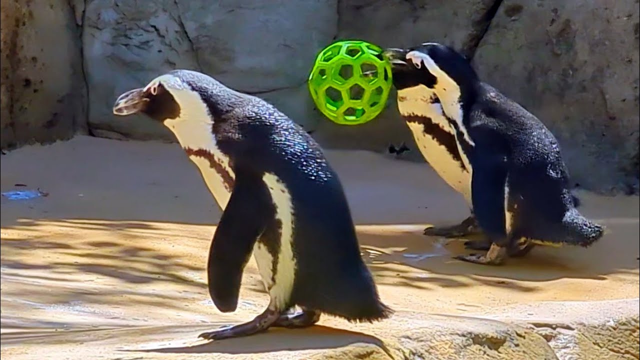 Penguin Playtime: Fun Ball Games at Dallas Zoo in 4K. Texas, April 2023 ...