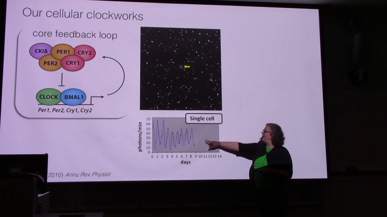 Carrie Partch (UCSC/ Biochemistry) on the Human Circadian Rhythms at a ...
