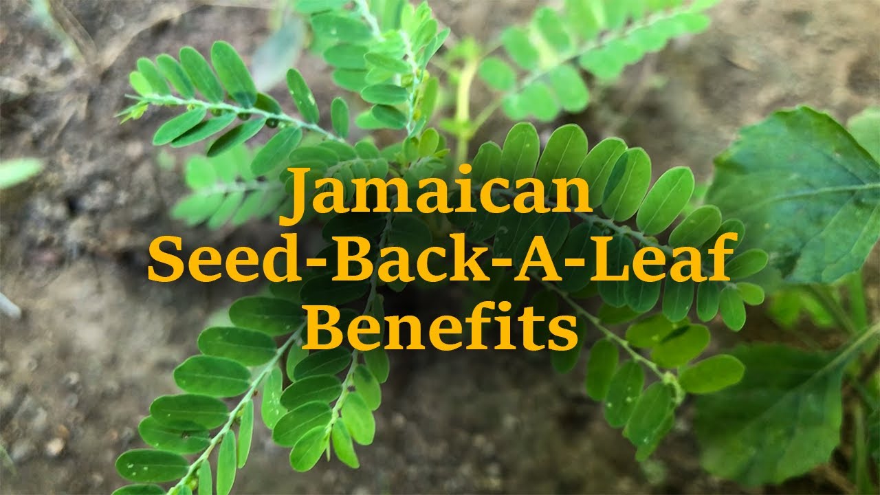 Seed Back a Leaf Benefits #medicinalplants #Jamaicanmedicinalplant ...