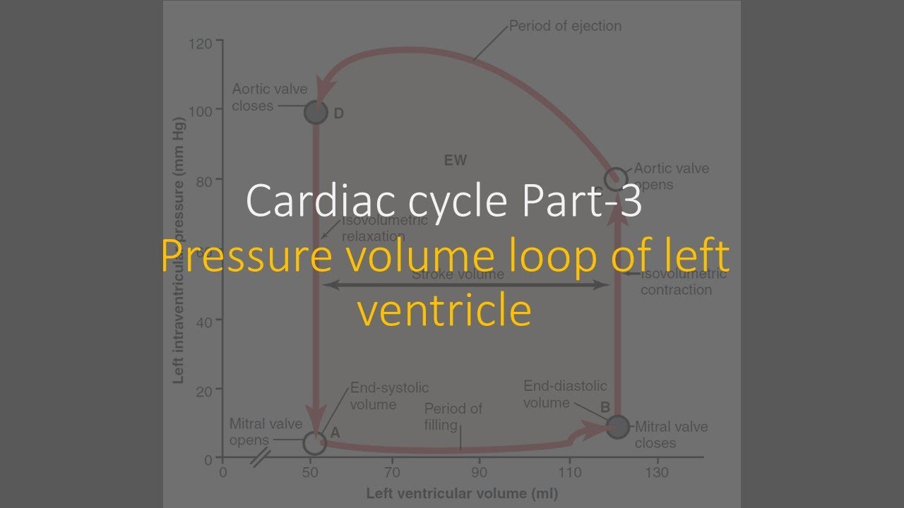 Cardiac cycle Part- 3: Pressure volume loop of LV - YouTube
