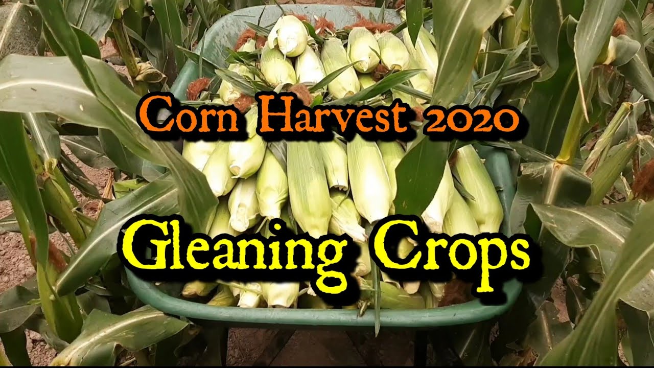 hand picking sweet corn- gleaning crops - YouTube
