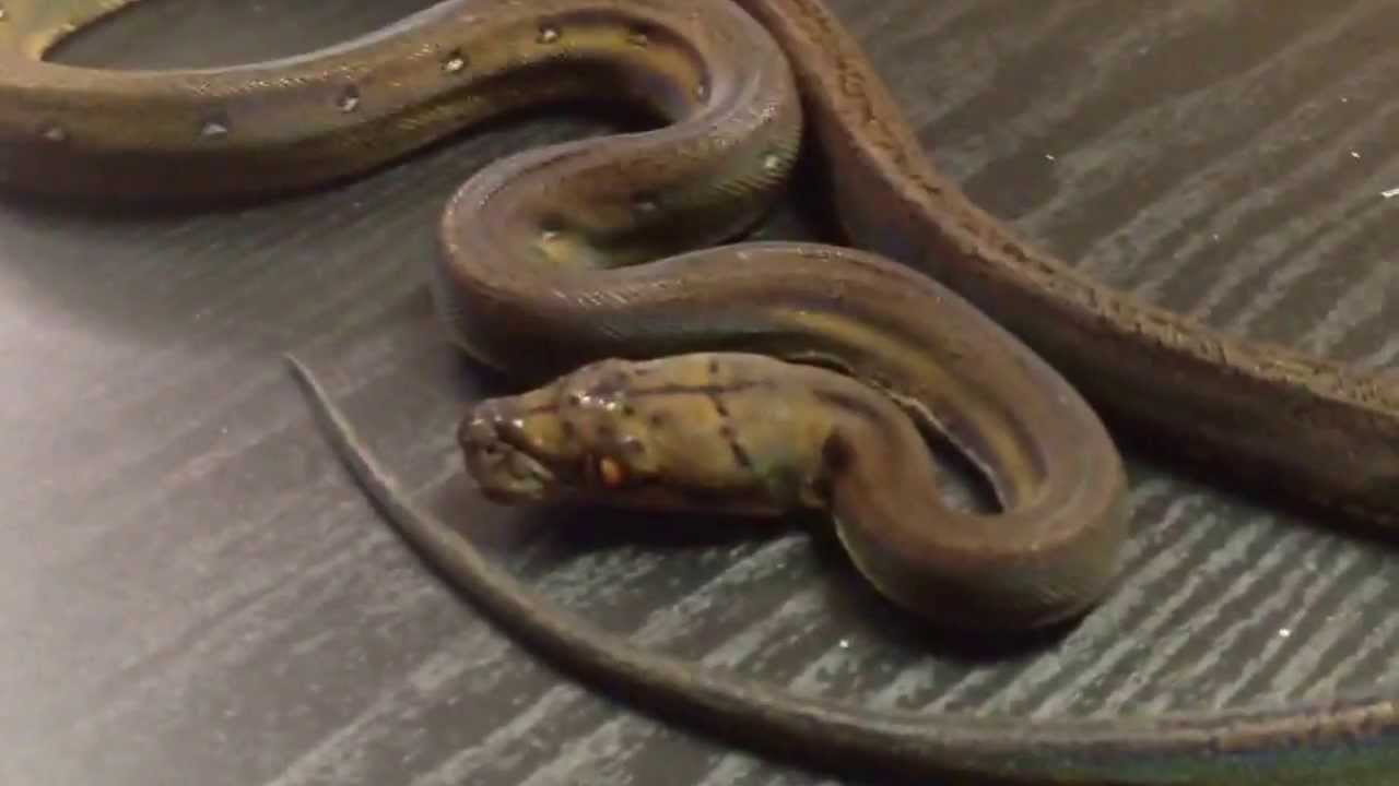 Dwarf goldenchild retic unboxing - YouTube