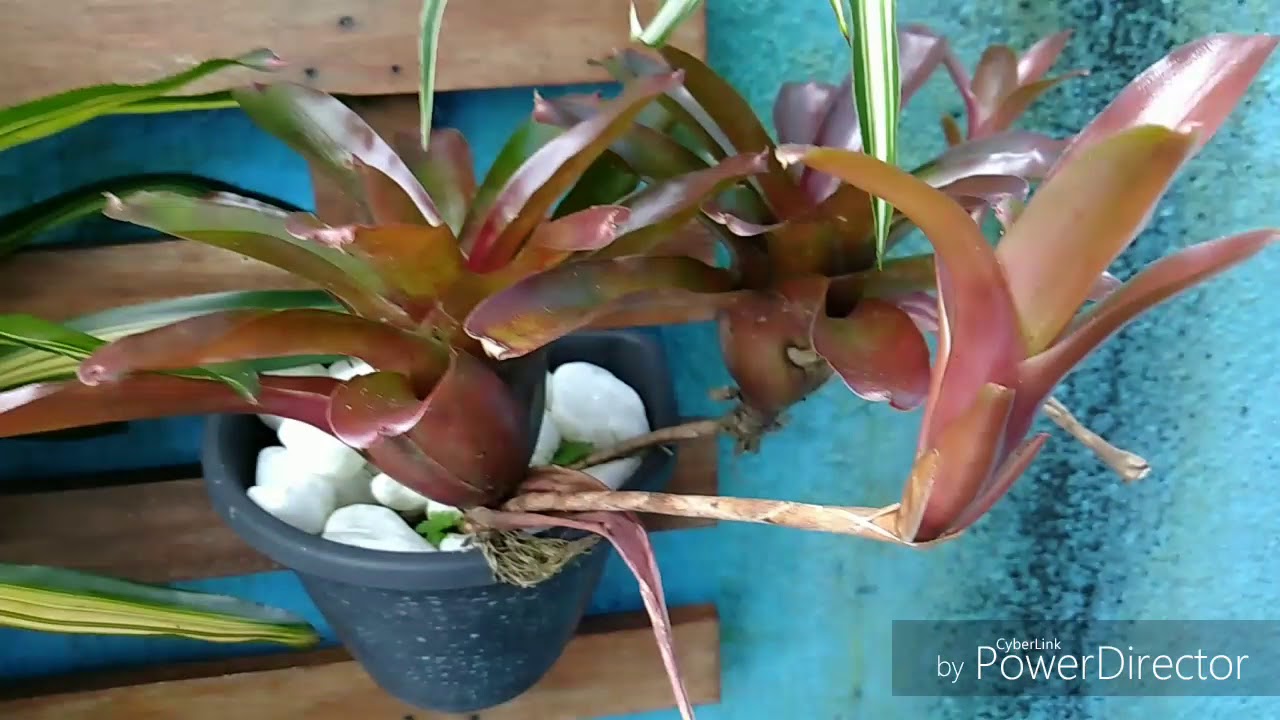 BROMÉLIA NEOREGELIA FIREBALL e BROMÉLIA NEOREGELIA FIREBALL VARIEGATA ...