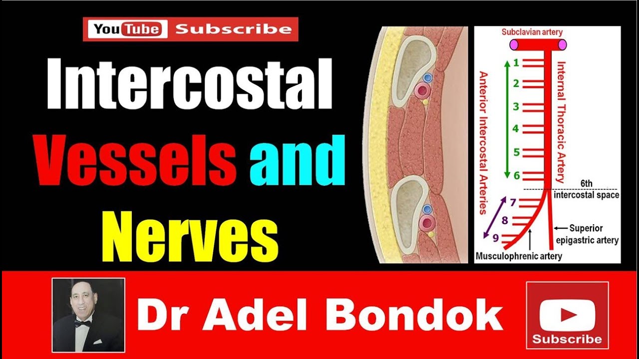 Intercostal Arteries, Veins and Nerves, Dr Adel Bondok - YouTube