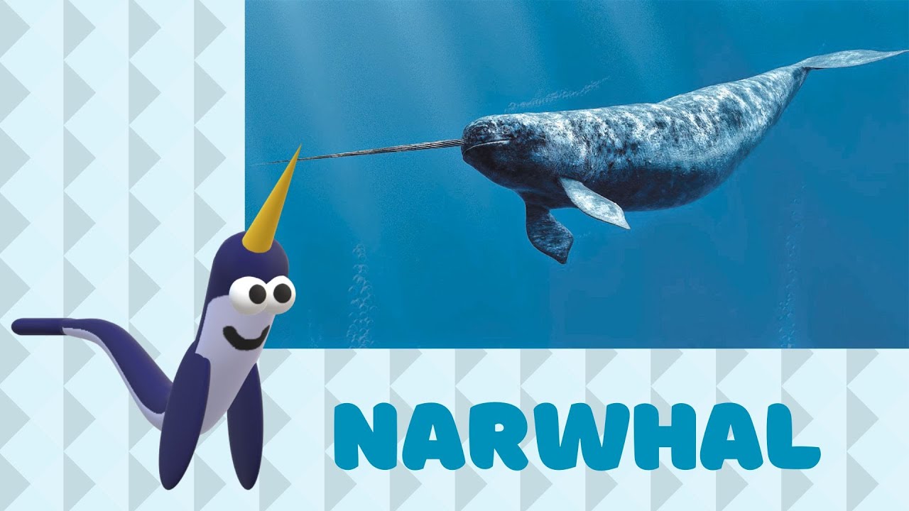 I'M A NARWHAL (Fun Facts for Kids Video) - YouTube