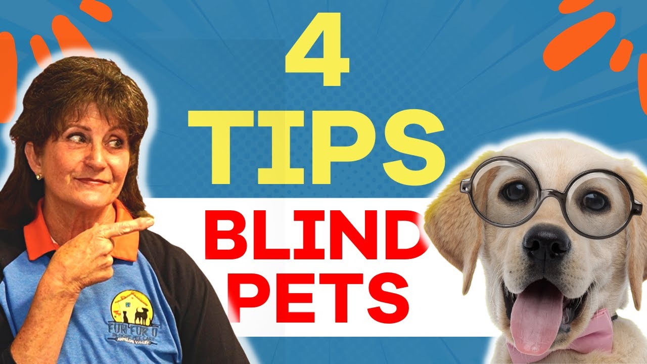 How to Care for a Blind Dog at Home - YouTube