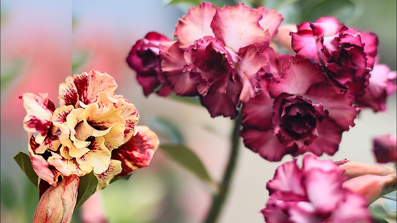 How to Care for Adenium Plants to Grow Frequently Flowering. Desert ...