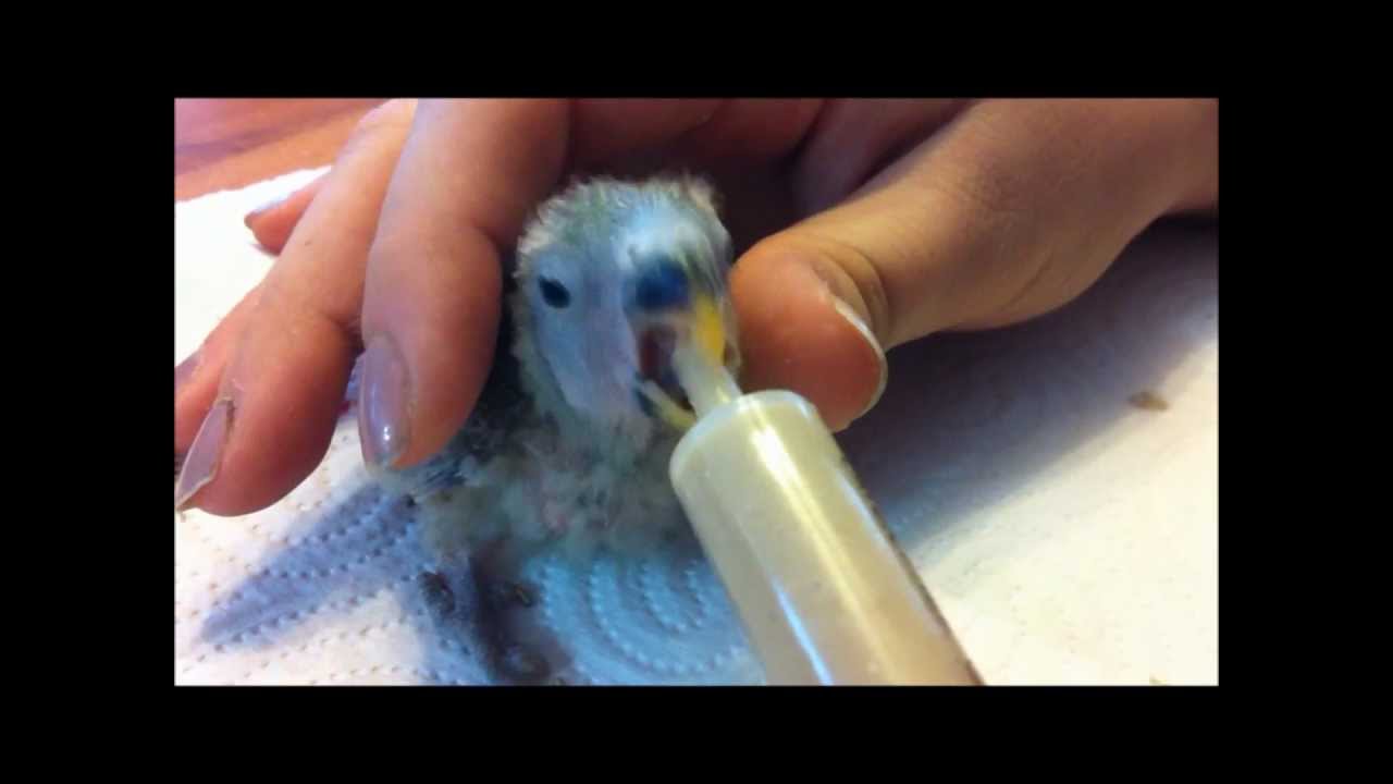 Imbecco di un piccolo Agapornis Roseicollis ( Pappagallino Inseparabile ...