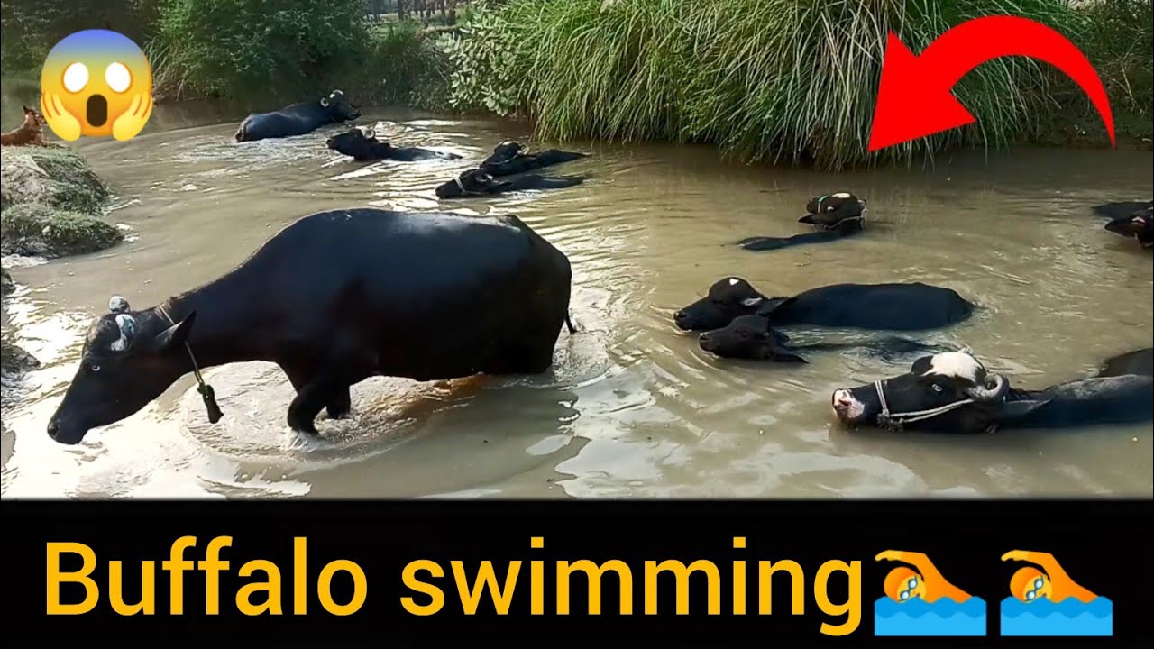 buffalo swimming in water😱😱 - YouTube