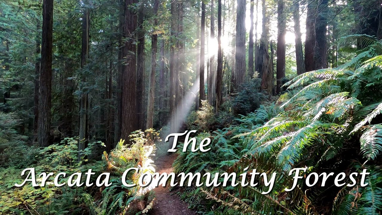 Arcata Community Forest - Diamond Drive Trailhead - YouTube