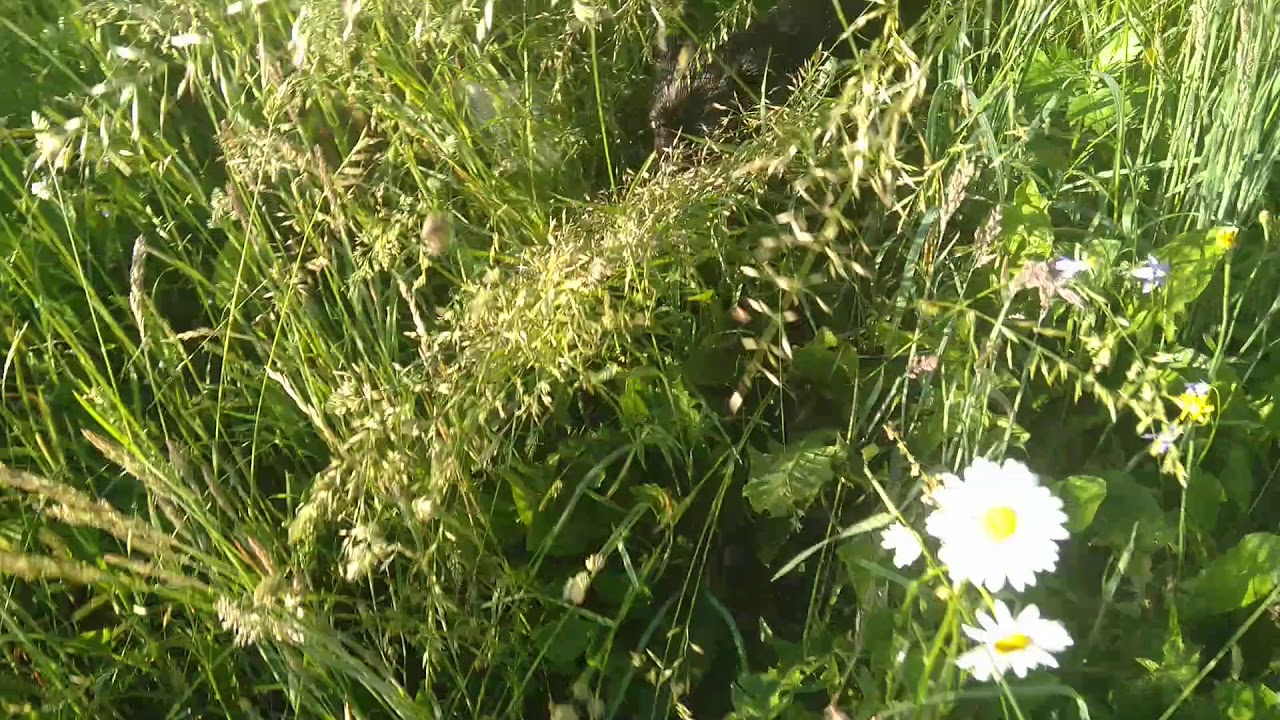 Po pieva😂😂😂 - YouTube