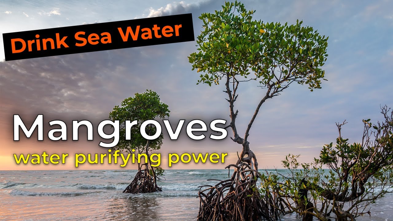 Mangroves' water-purifying Power | Drink Sea Water - YouTube