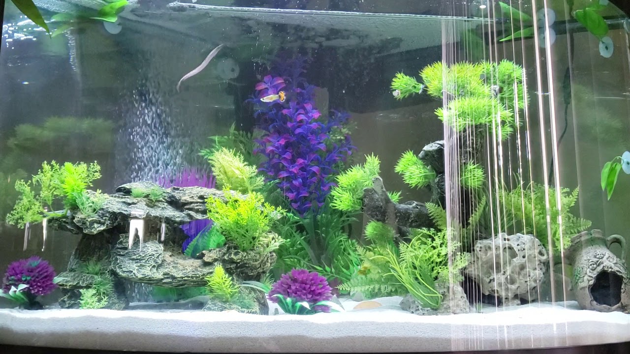 Kuhli loach and Serpent loach playing - YouTube