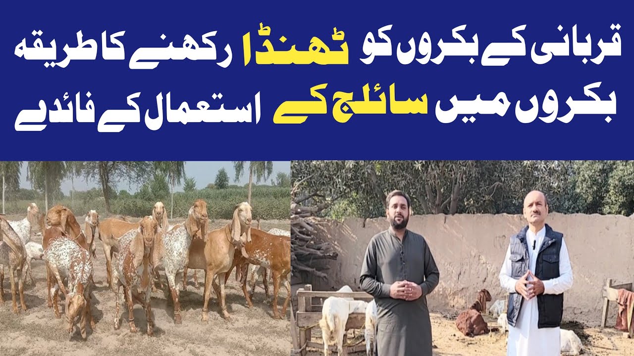 Bakra Farming in Pakistan|Bakra Farm Business|Bakre ko Thanda Karne ka ...