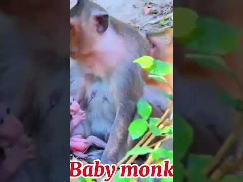 Baby monkey playing. - YouTube