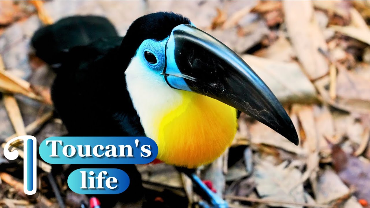 Toucan's life |Discovering the Enchanting World of Toucans - YouTube