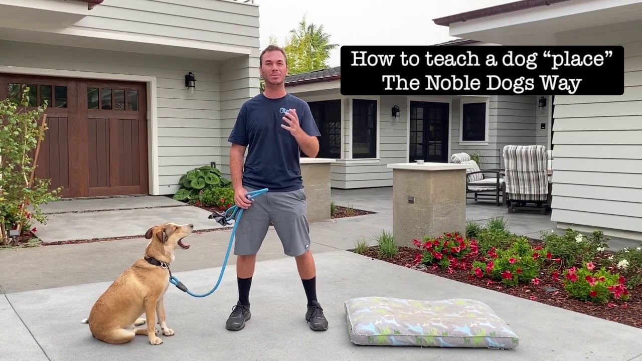 How to teach your dog “Place” The Noble Dogs Way - YouTube