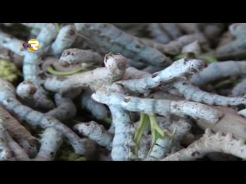 Kürdəmirdə 80 qutu yüksək səviyyəli hibrit- barama qurdu  paylanılıb