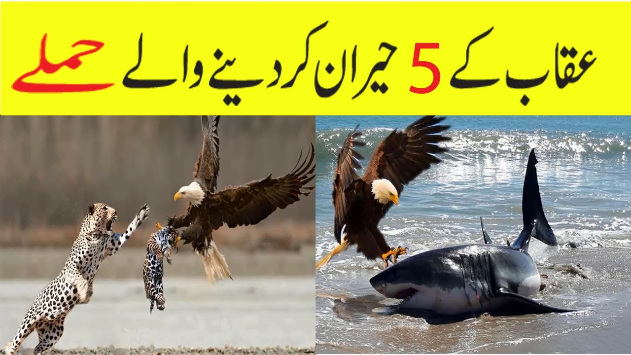 Watch Eagle Attack in Slow Motion | 5 terrifying attacks of eagles ...