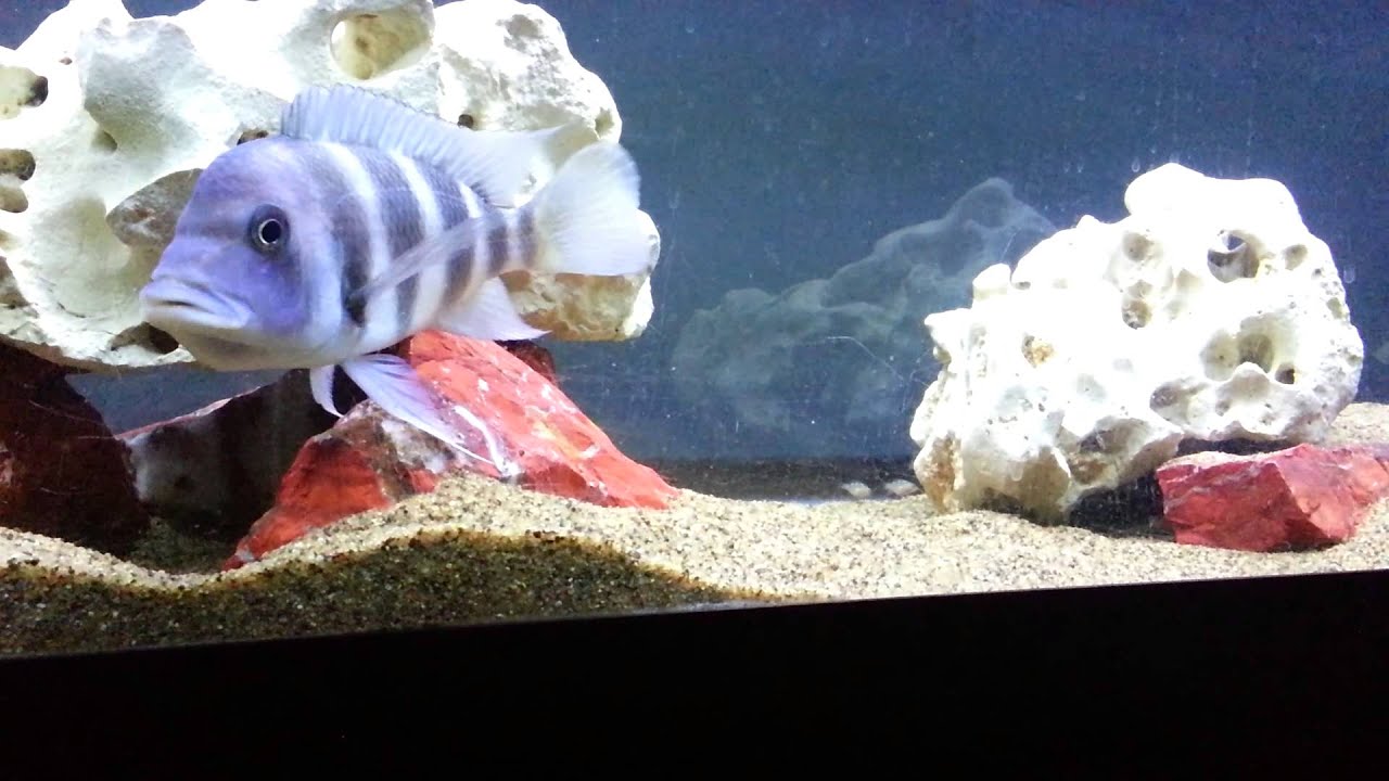 Amazing Mpimbwe Frontosa Mom With Fry Ftg. - YouTube