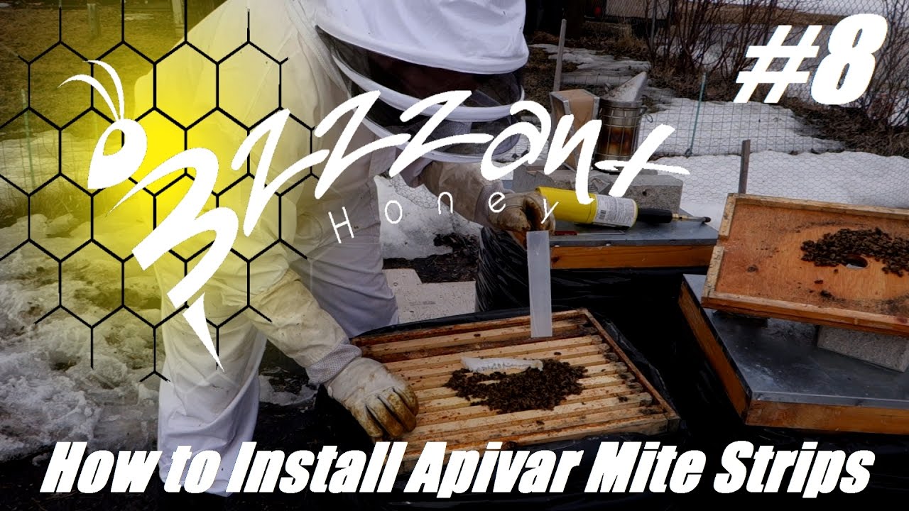 How to Install Spring Apivar Mite Treatment - #8 - YouTube