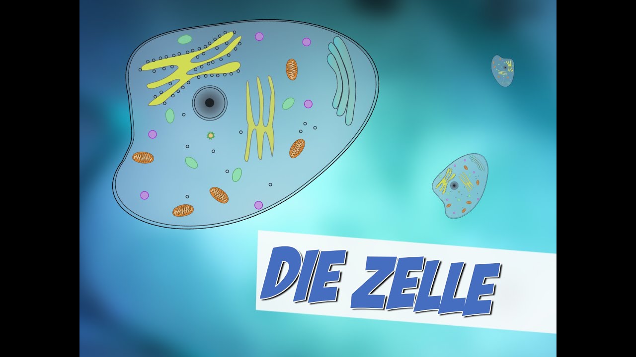 Die Zelle - YouTube