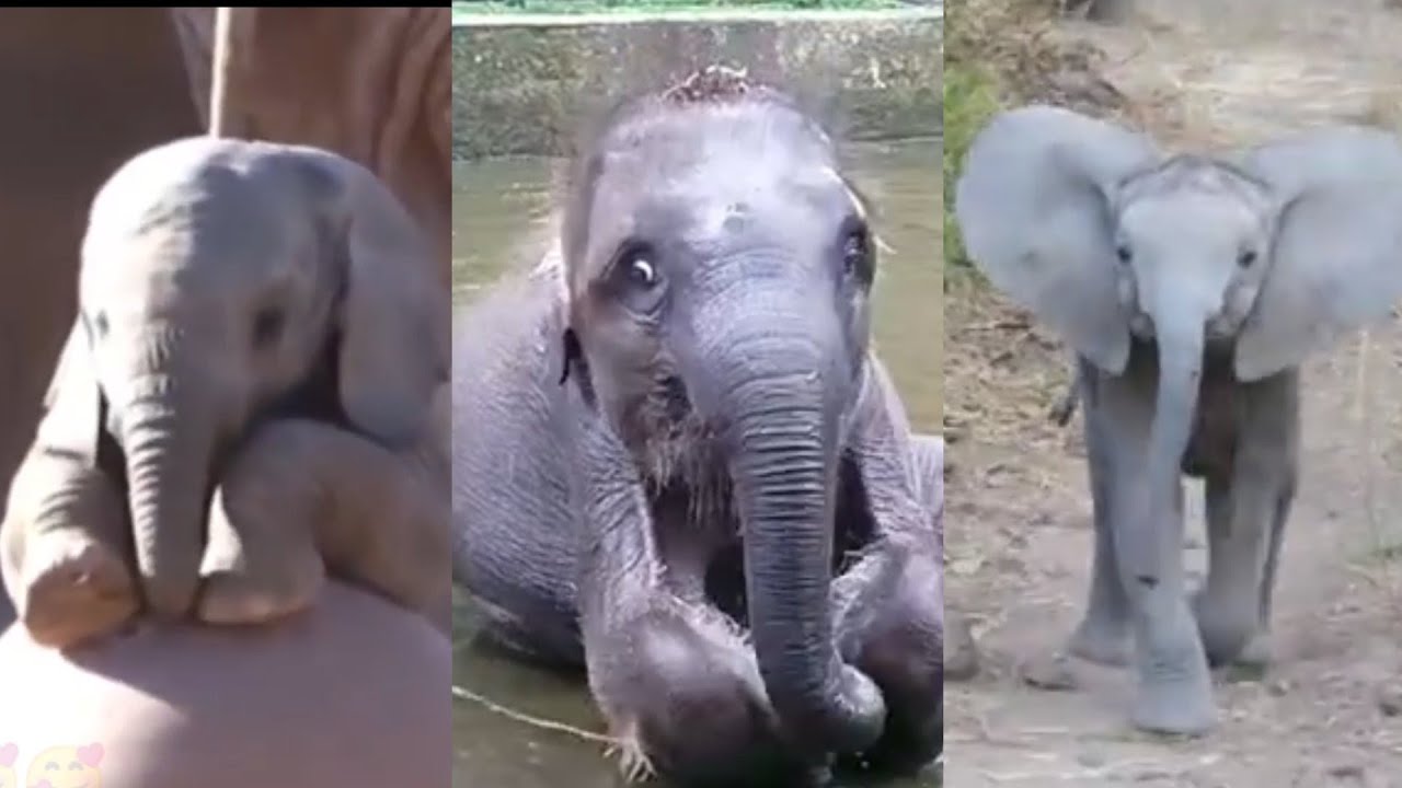 Transformation of cute elephant cub to fierce adult elephant🐘 #elephant ...
