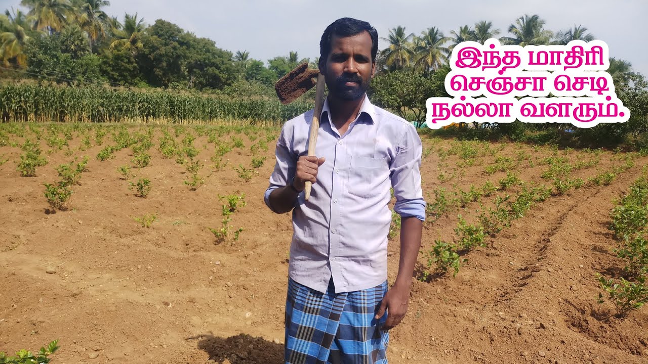 How to Growth Jasmine Flower Plant || Malli Poo || Kundumalli Flower ...