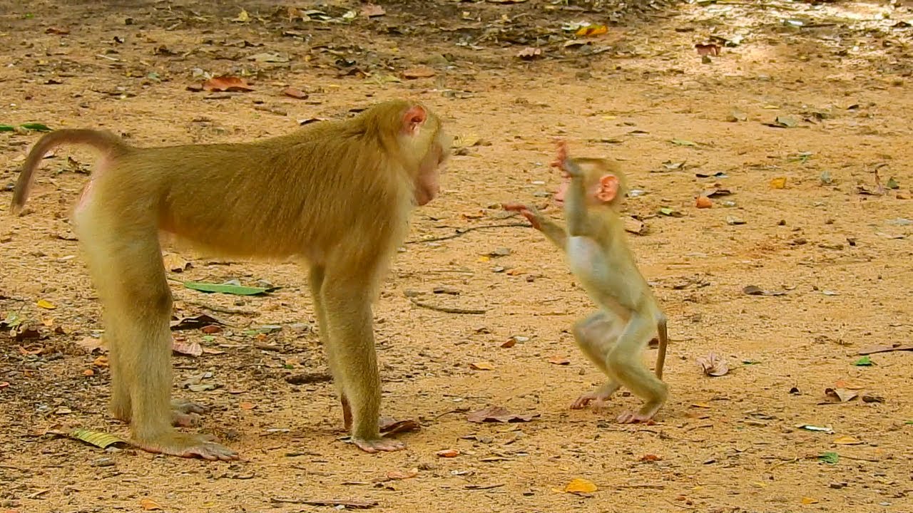 billion cheerful to mom back, jump to hug her, cling around bush, wow ...
