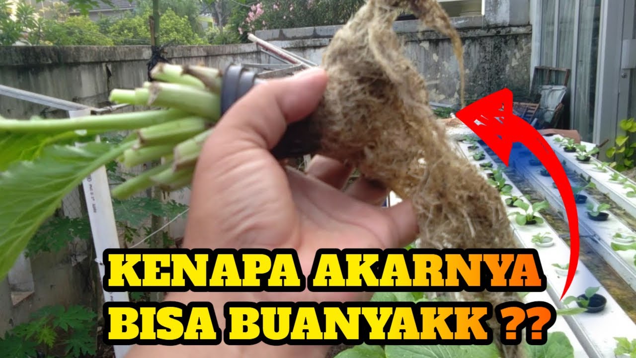 Luaarr Biasa, Akar Sawi ini Ukurannya Suuperr, ditanam dengan cara ...