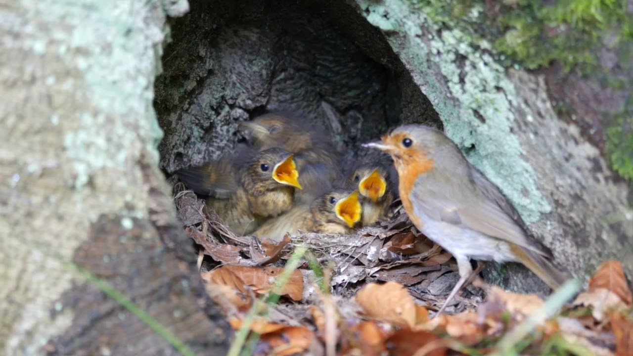 Mother Robin Cares for Chicks || ViralHog - YouTube