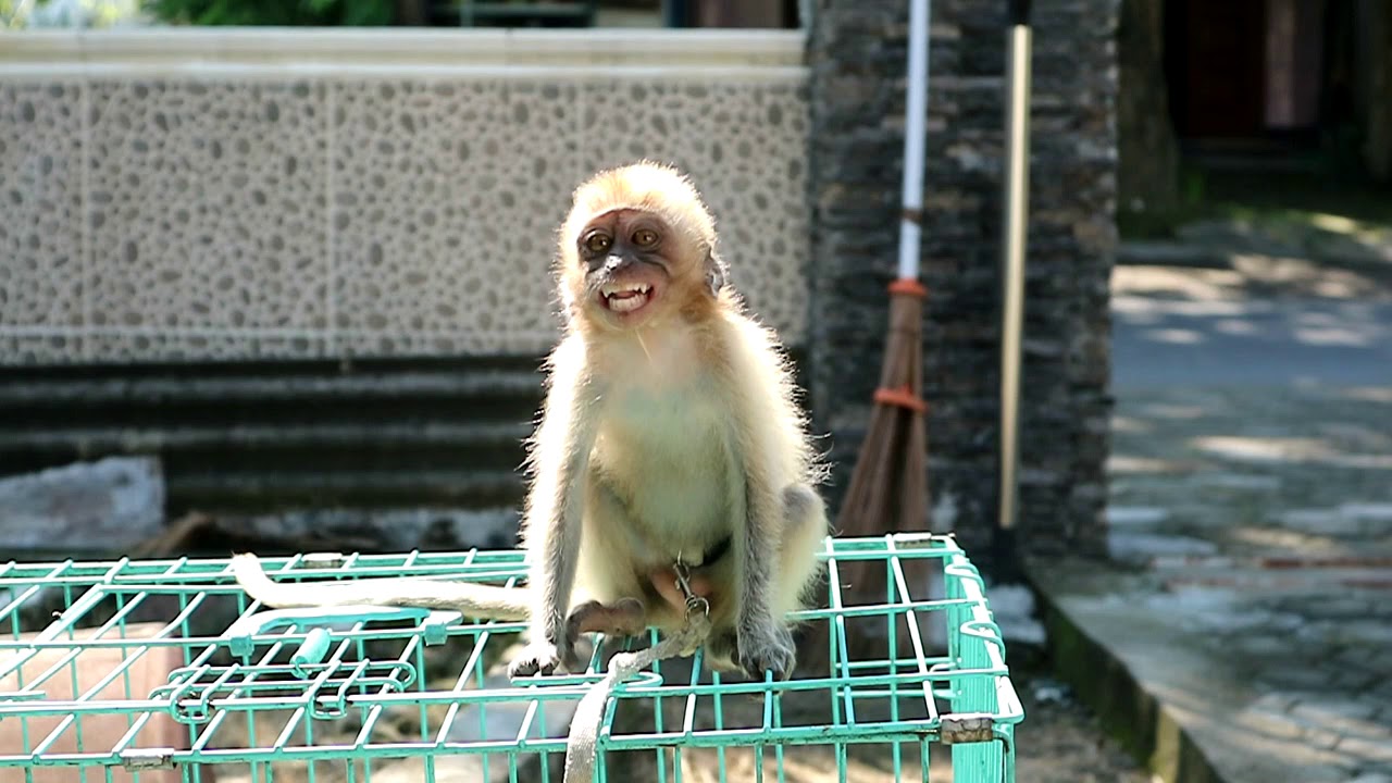 What are you afraid of ? Baby monkey Minul scream loudly - YouTube