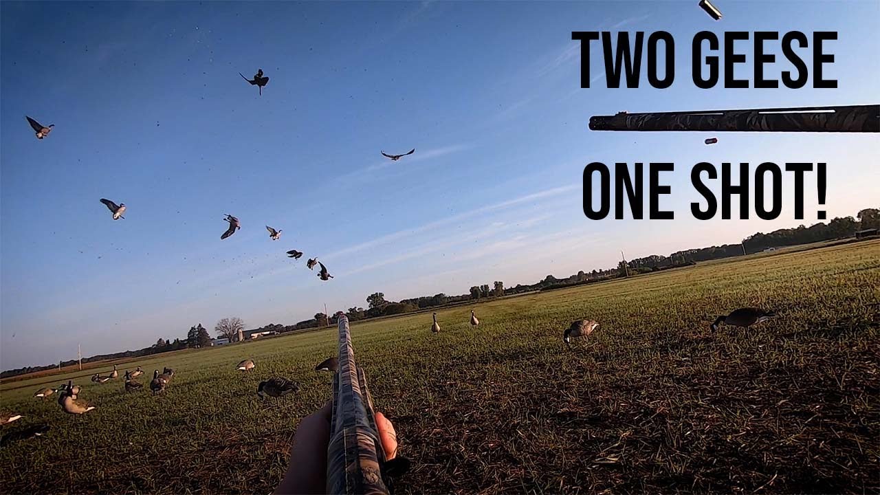Wisconsin Early Season Goose Hunt 2021 | TWO Geese In ONE Shot!! - YouTube