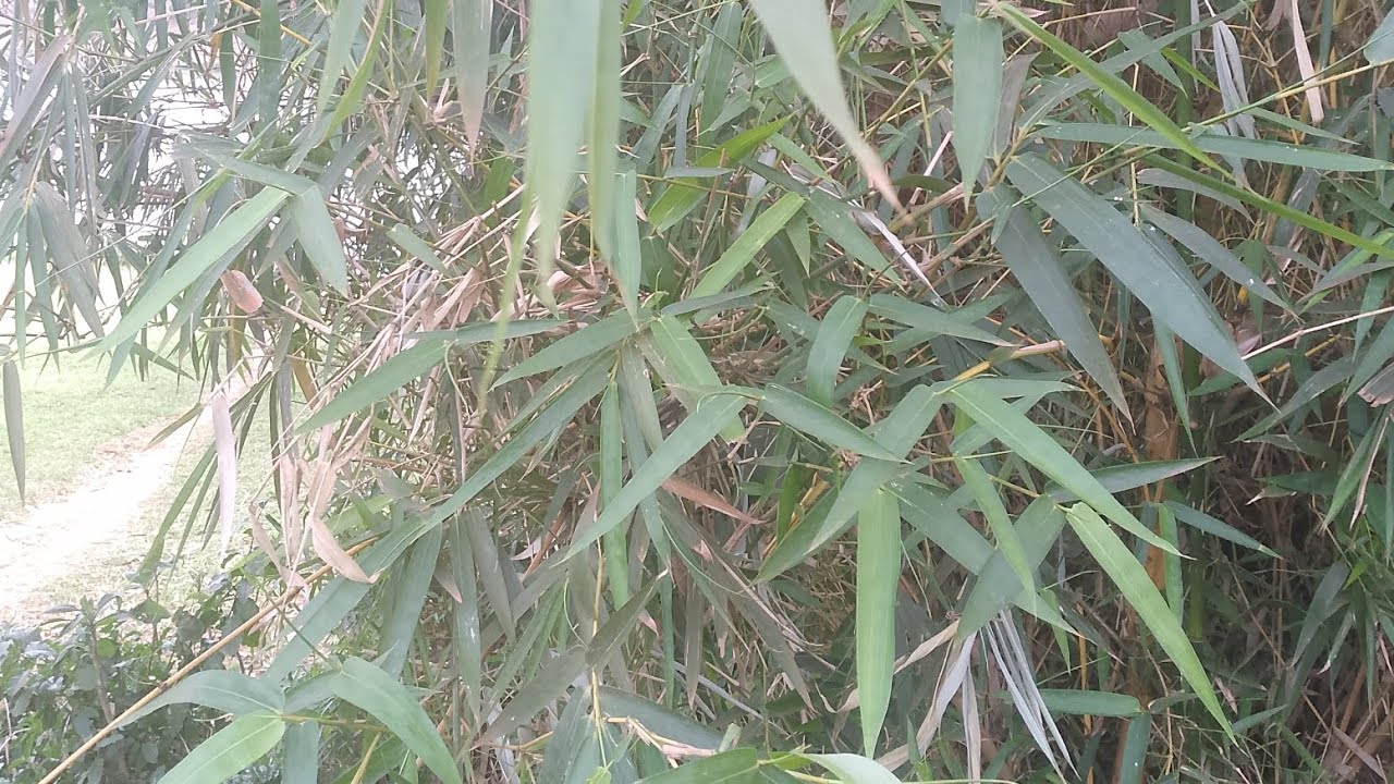 Tumura ukwanga wese ukoresheje umugano nagatumura Myenya byinshi kuribo ...