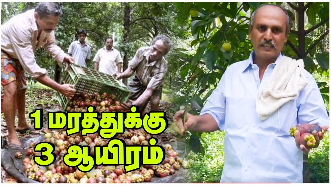 100 ஆண்டுகள் வருமானம் தரும் மங்குஸ்தான் மர வளர்ப்பு! Mangustan Fruit ...
