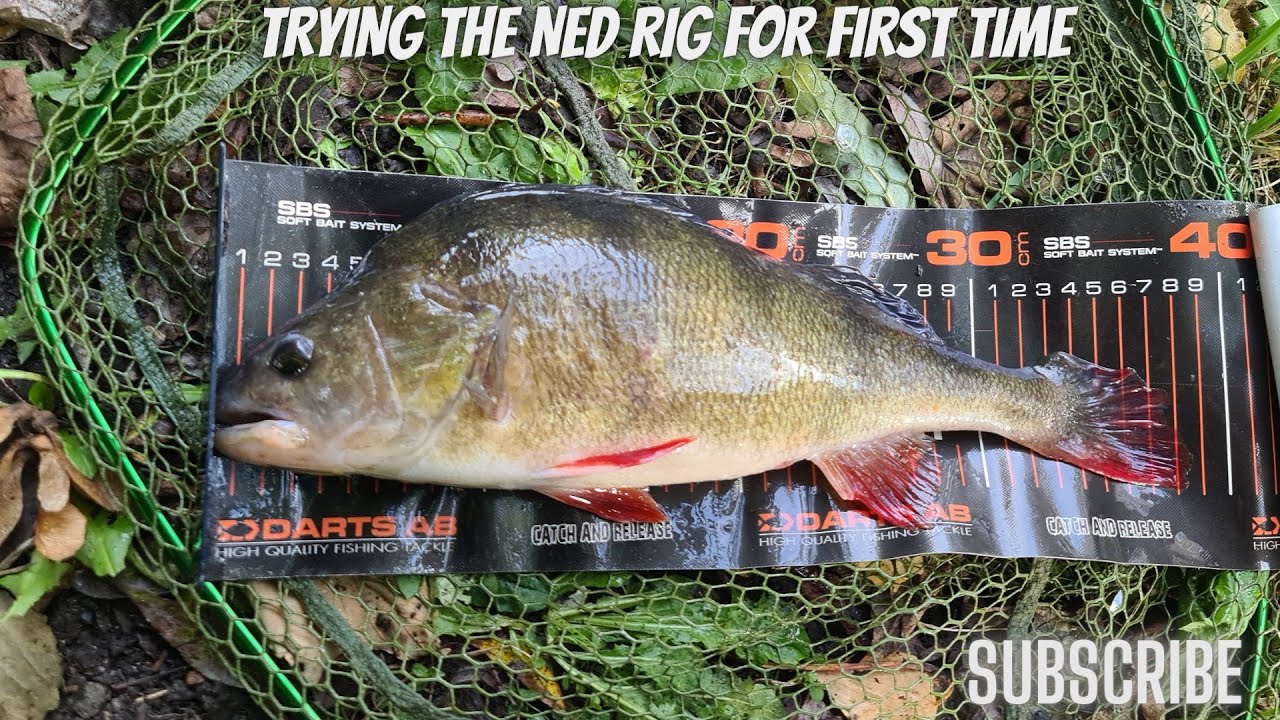 Molix stick flex and ned rig smashing perch at GUC / Perch fishing UK ...