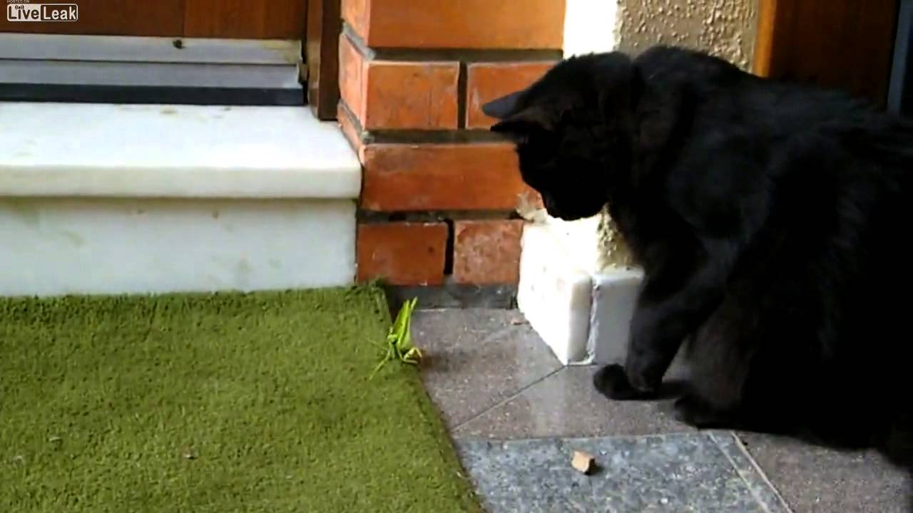 Praying Mantis VS Cat - YouTube