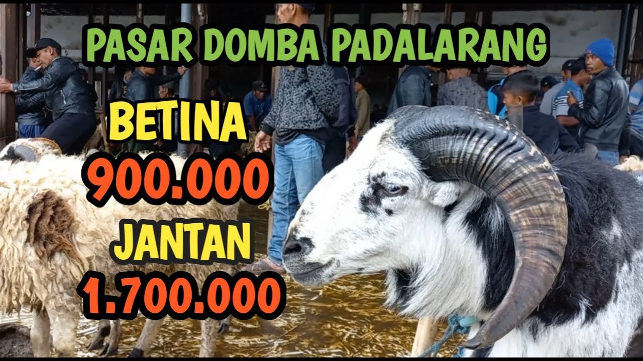Domba Garut dan Domba sayur di Pasar Domba Padalarang 27 Des 2022 - YouTube