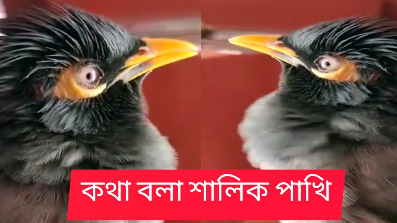 শালিক পাখি কতো সুন্দর কথা বলছে | বোকি | Shalik pakhi | Boki | boki ...