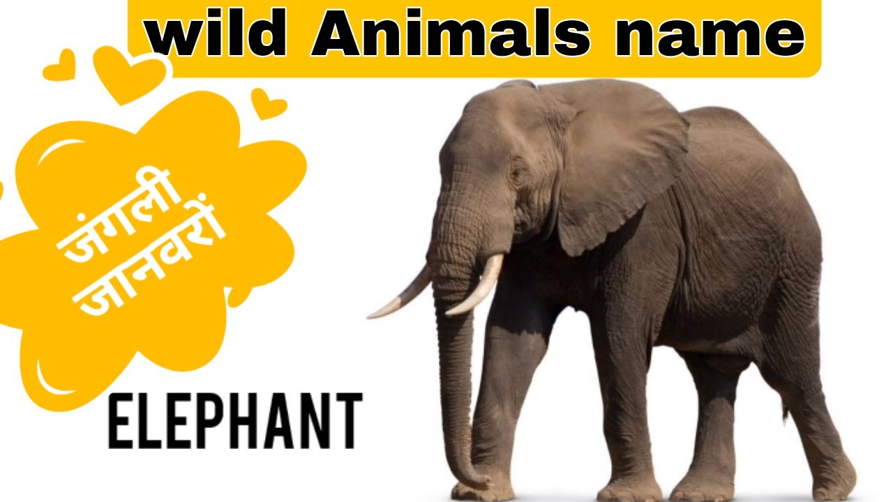 wild Animals name jagali janwar ke nam read speak and learn - YouTube