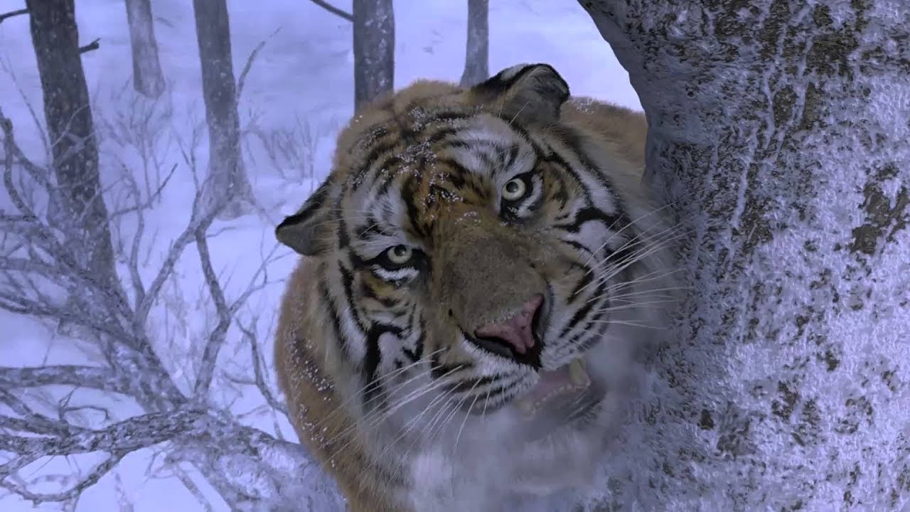 Taking the Tiger Mountain - Tiger Attack Scene HD - YouTube