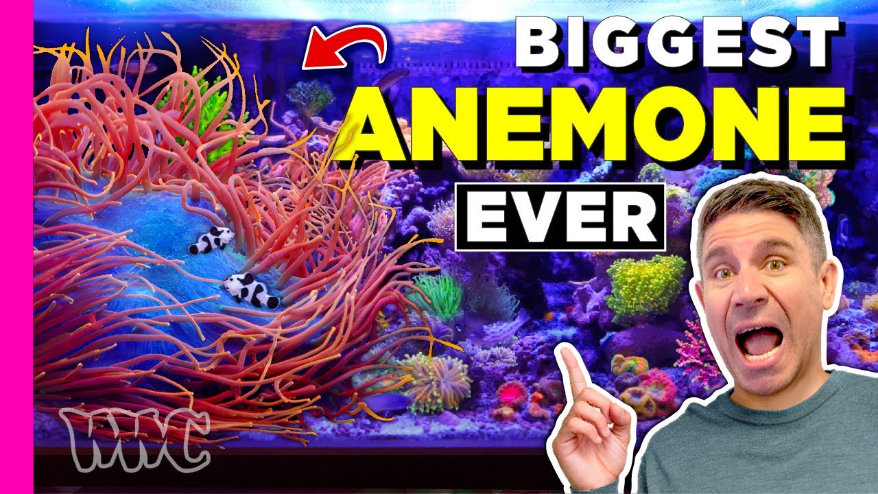 EPIC Reef Tank Transformation in TWO Months?! - YouTube