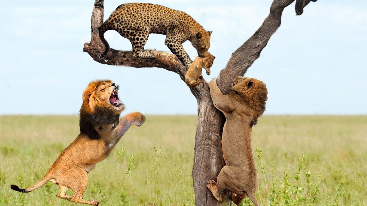 Too Intense! Lion Risked His Life To Climb A Tree To Get Back His ...