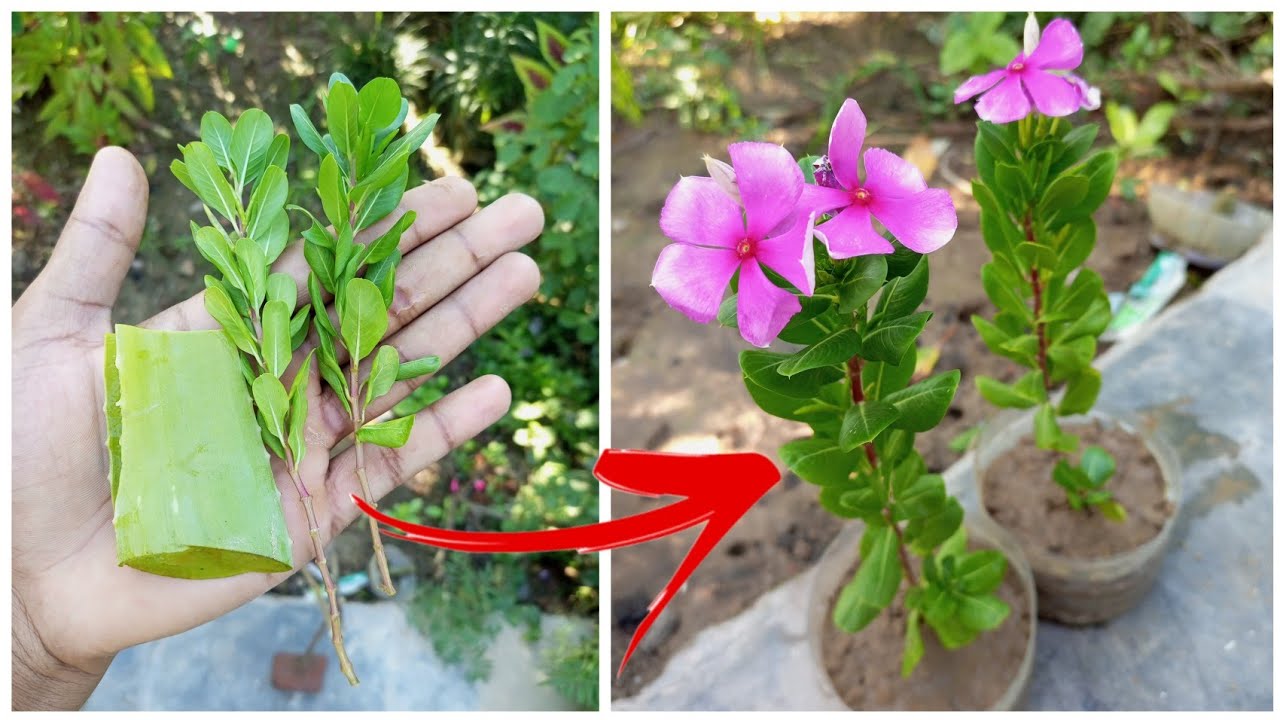 सदाबहार कैसे लगाएं | How To Growing Sadabahar From Plant Cutting ...