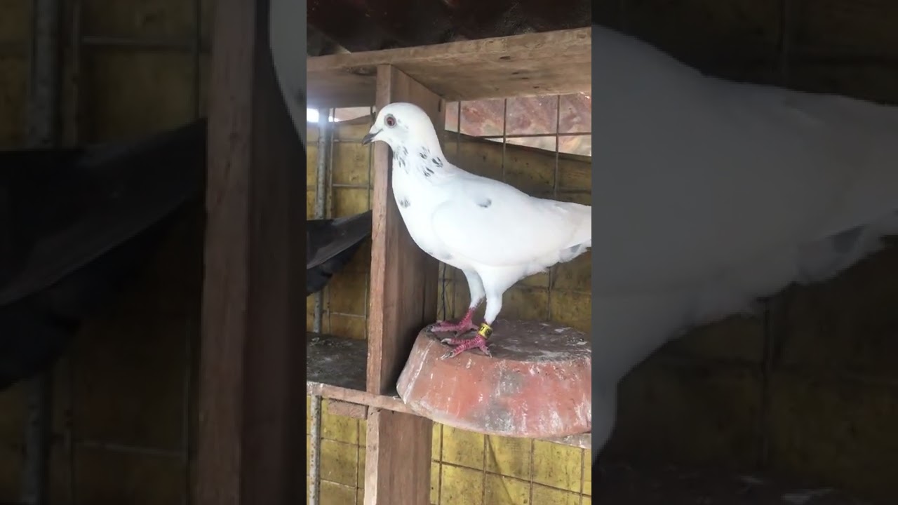 Kalapati Pigeon Racing Pigeons madla loft tv | Grizzle Pigeon - YouTube