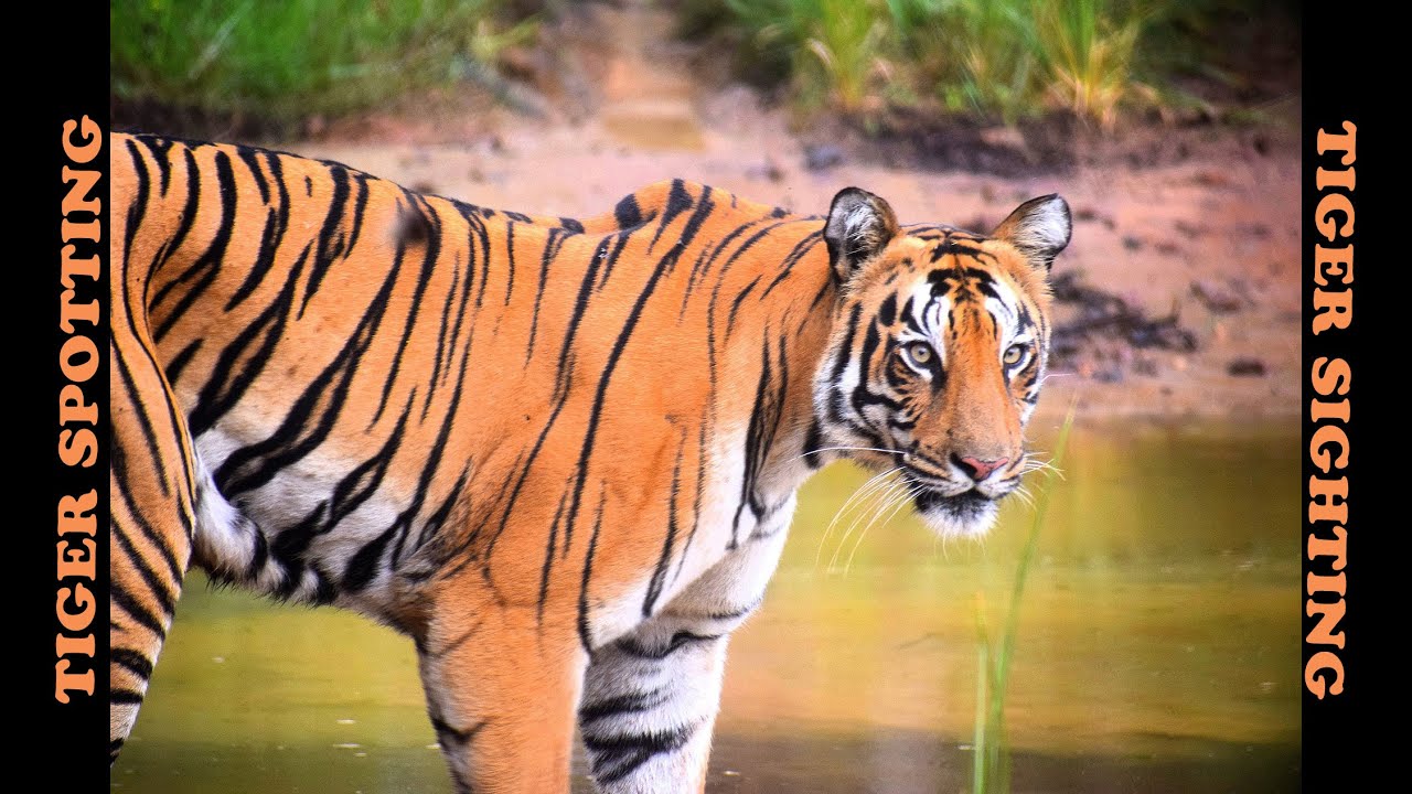Tadoba Tiger Reserve, Tiger Sighting, BengalTiger, Tiger Spotting ...