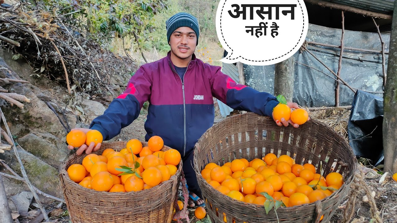 आज पेड़ से सारे संतरे निकाल दिये || Namaste Pahad Vlogs || Ashutosh ...