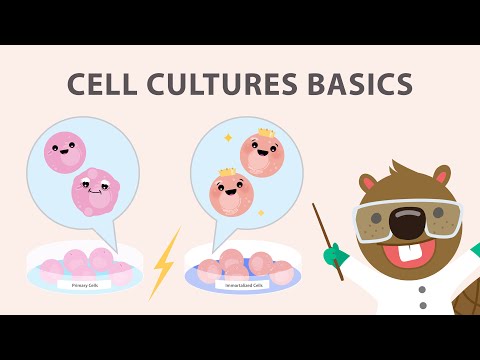 Cell Culture Basics: Discover the fundamentals of cell culture!